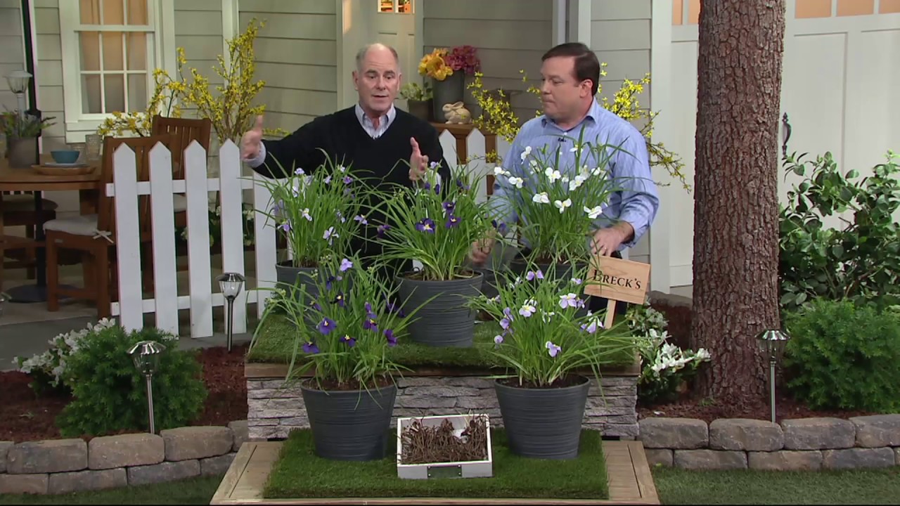 Breck's Mammoth 5-pc. Widow's Tears on QVC