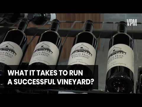How to Create Wine in Virginia’s wineries