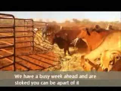 Sunday at Yarrie – Lazing around is for the cows only. – Central Station