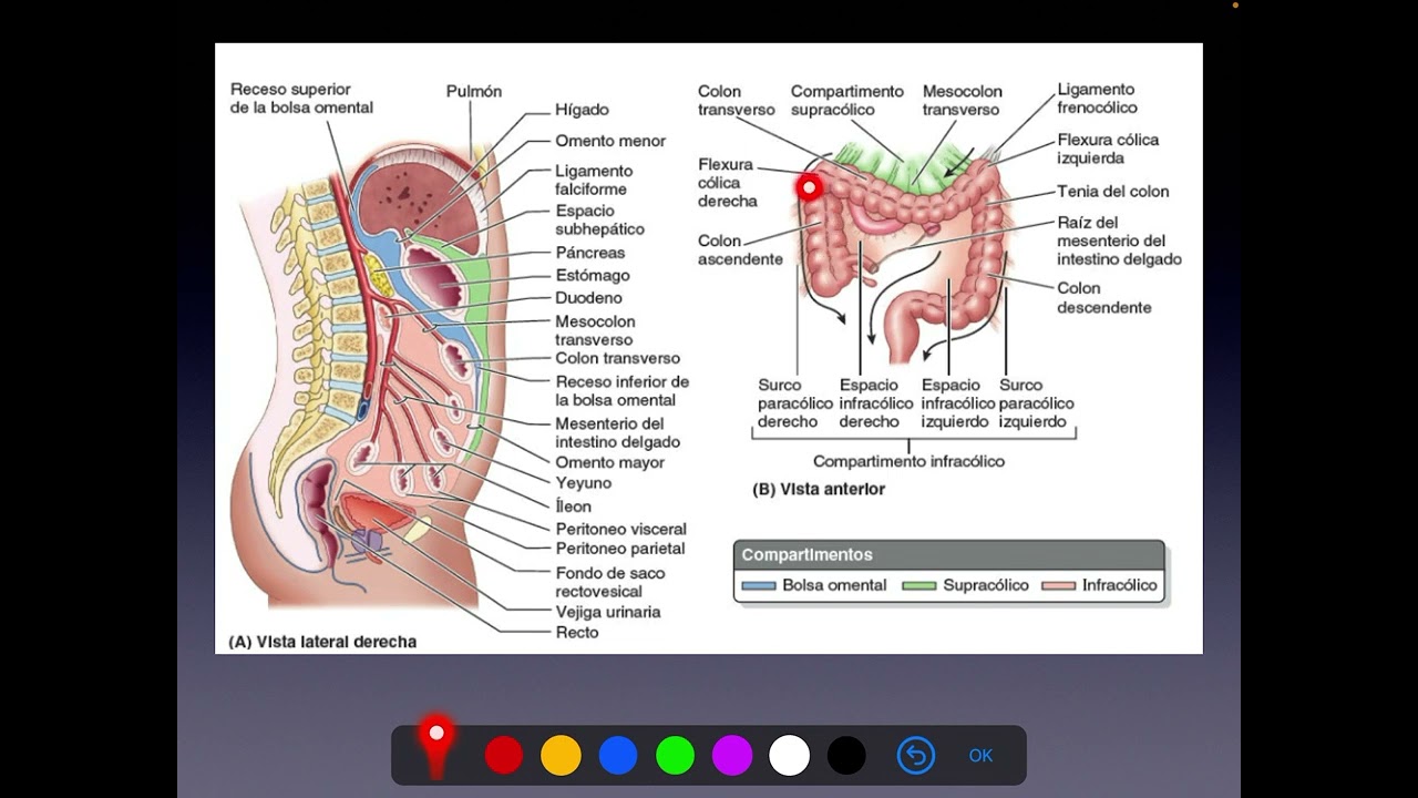 CAVIDAD PERITONEAL