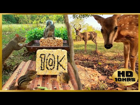 Entertain your Pets w/ Deer & Squirrels [No Mid-Roll Ads] Autumn/Fall Cat & Dog TV | 🍂🦌🐿️