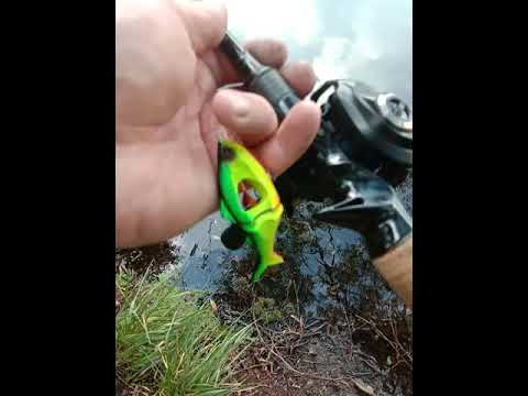 NGF#453 Наглый шнурколов