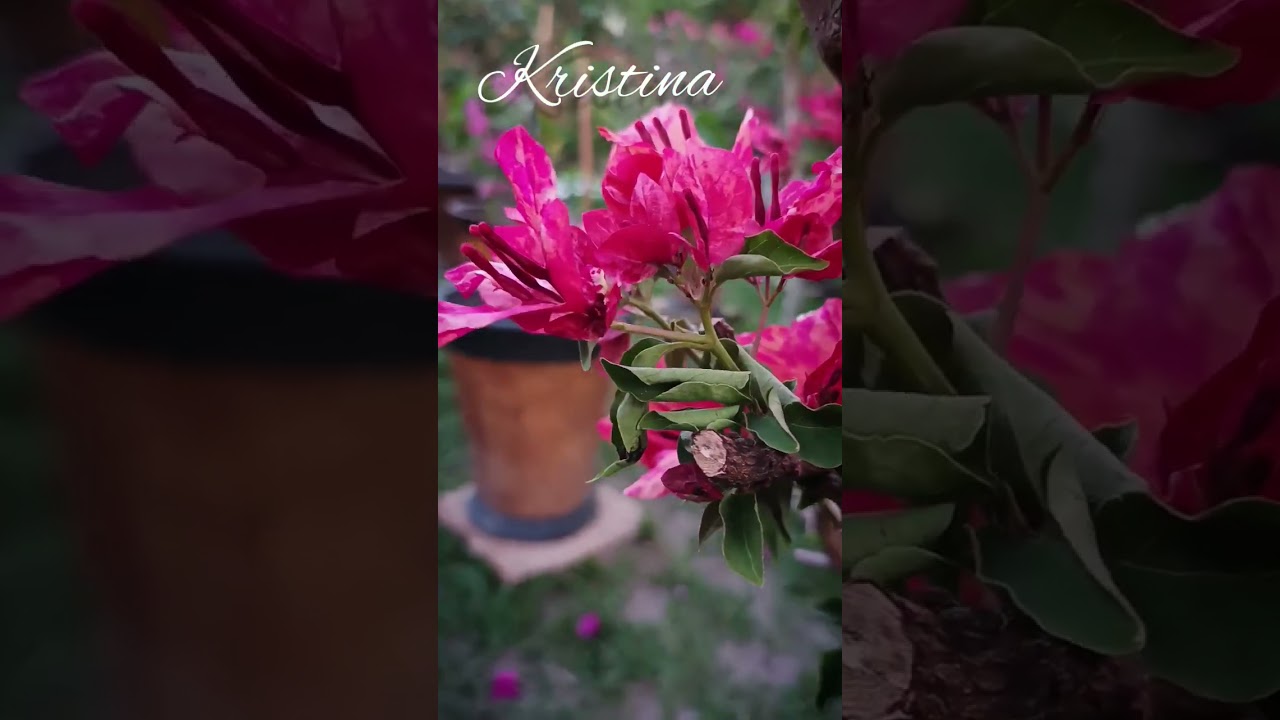 Kristina Bougainvillea #bougainvillea #bungakertas #bougainville #shortvideo