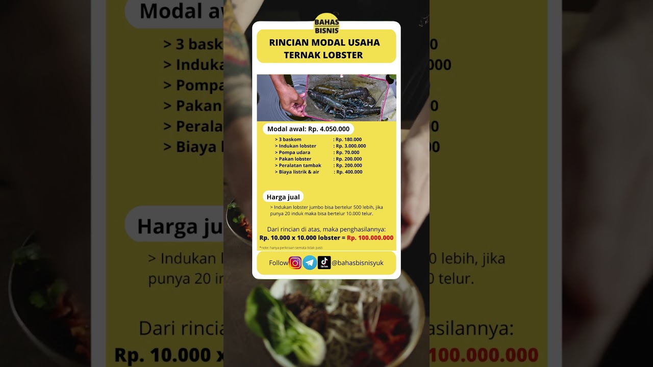 Rincian modal usaha ternak lobster