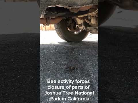 Bee activity forces closure of parts of Joshua Tree National Park in California
