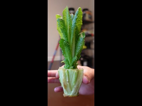 How to REGROW Lettuce