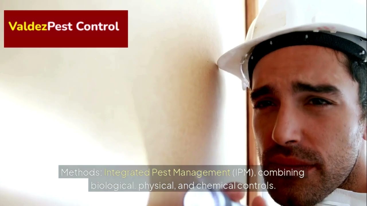 Pest Control vs. Extermination: What’s the Real Difference?