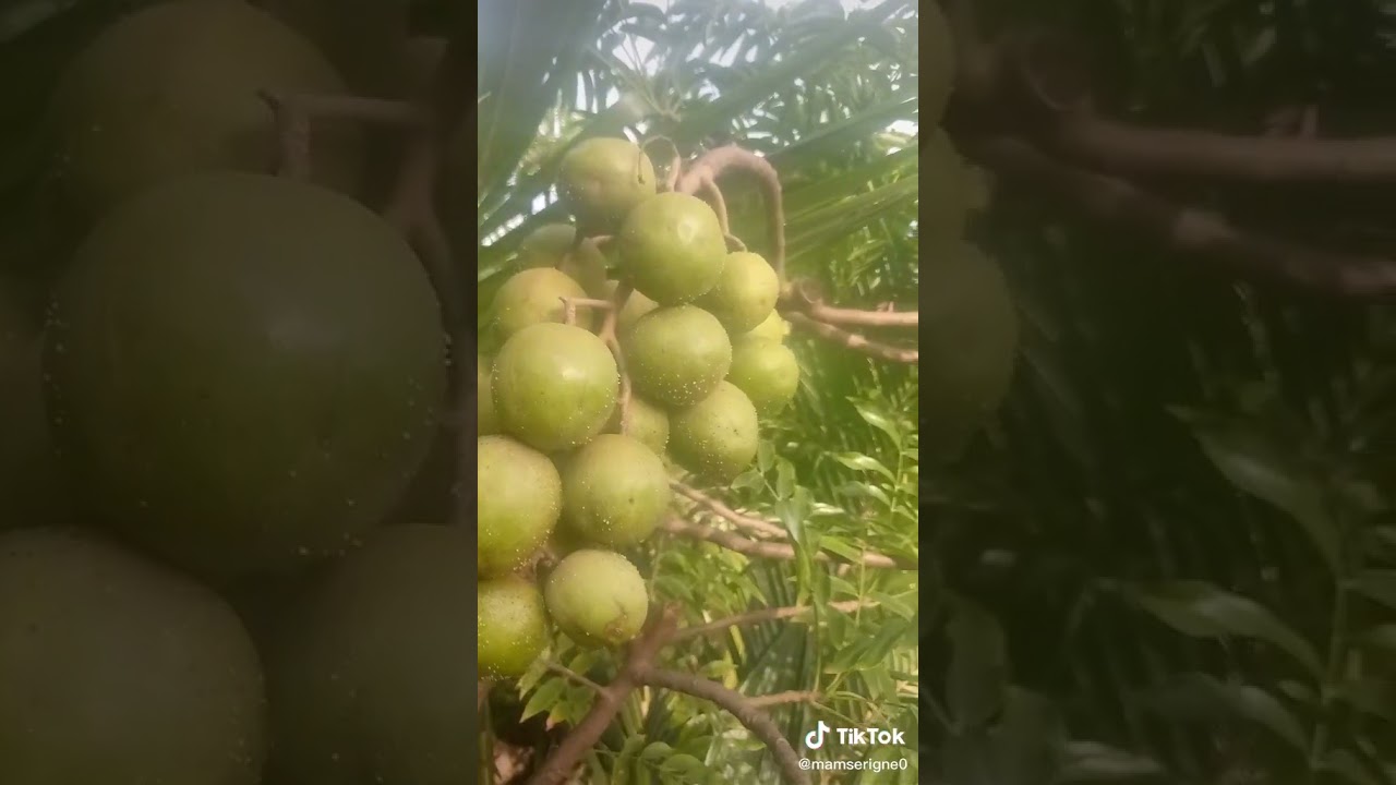 Les fruits produit au Sénégal