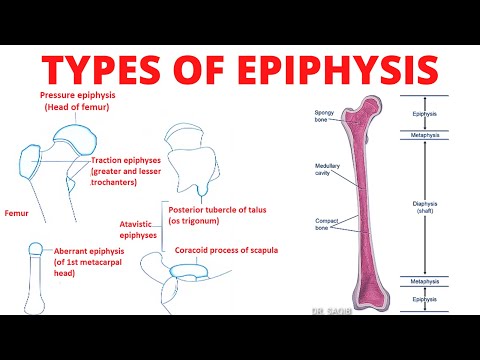 Types of Epiphysis