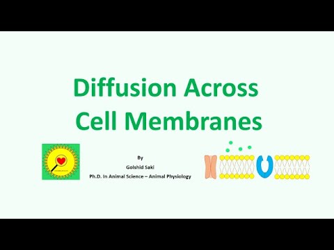 Cell membrane transport- Simple diffusion and facilitated diffusion; The rate of diffusion.
