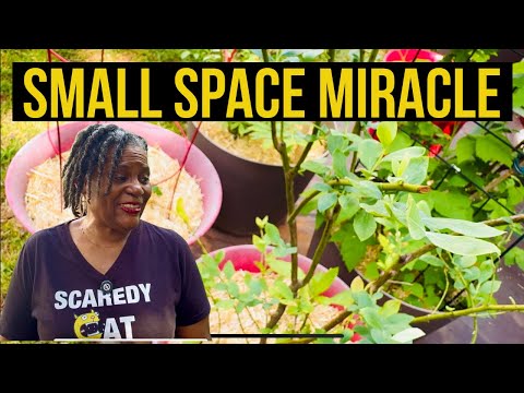 🤯 50+ Plants & 8 FRUIT TREES?! You Won't Believe My TINY 100% Container Garden!