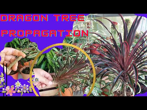 How To Propagate Dracaena Marginata/ Dragon Tree By Cutting