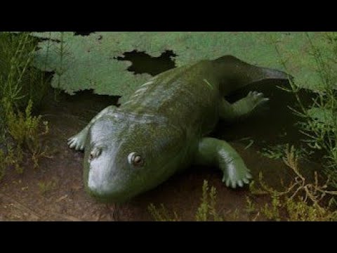 Acanthostega: The Early Tetrapod That Bridged Land and Water