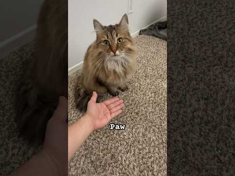 How smart are Siberian Cats?