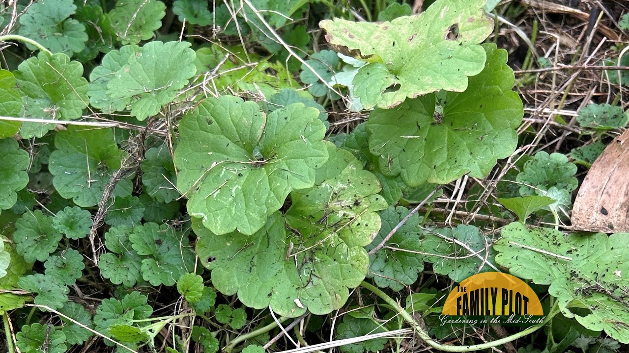 What is this weed? A: Creeping Charlie