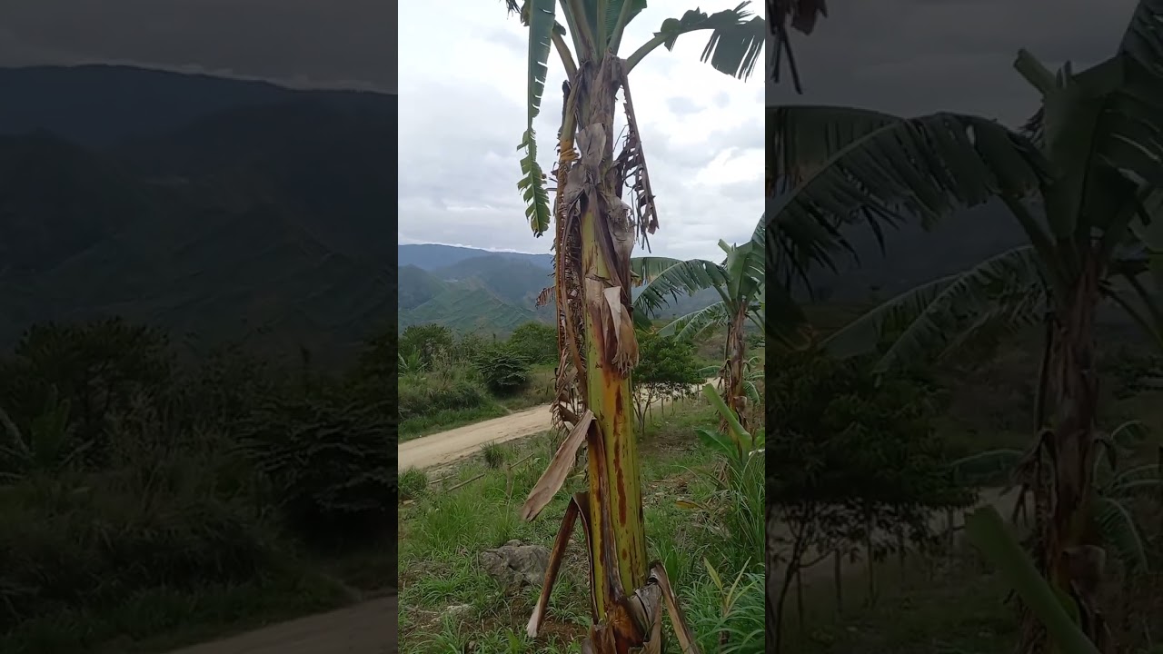 Impasugong Bukidnon nearby Communal Ranch