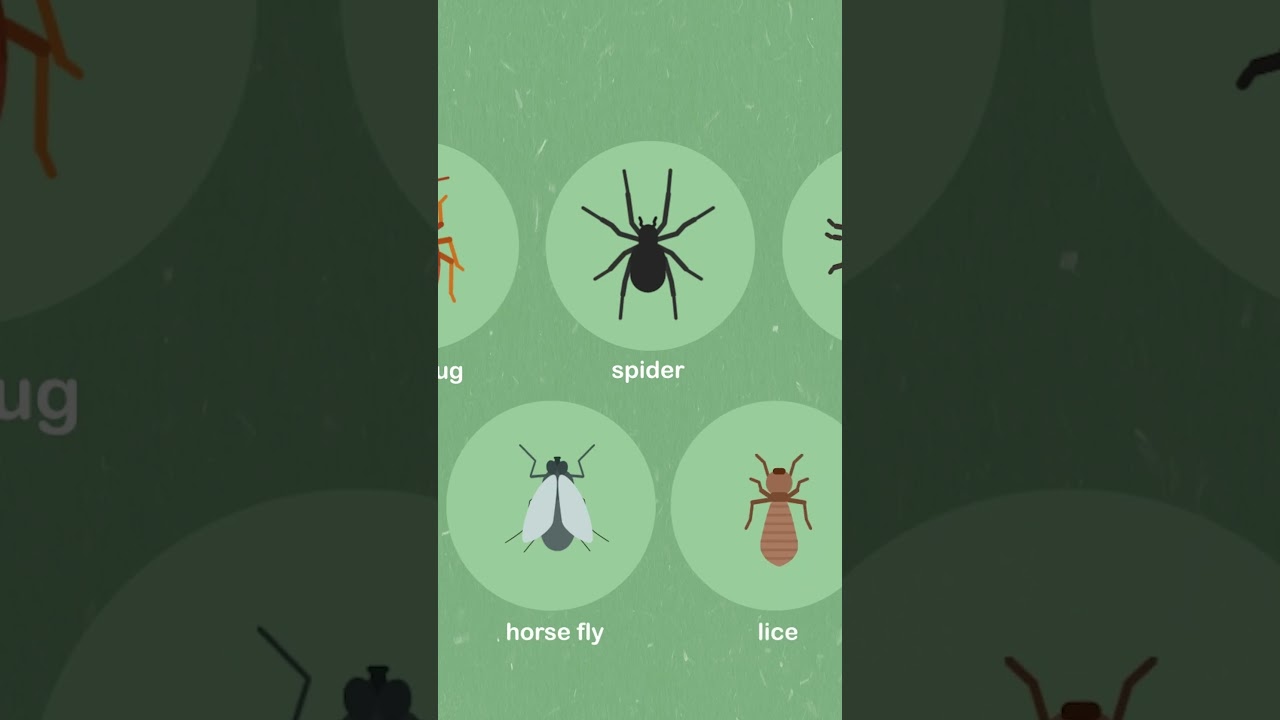 How to Identify Insect Bites #shorts