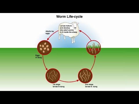 What does the faecal egg count mean? - Sheep worming