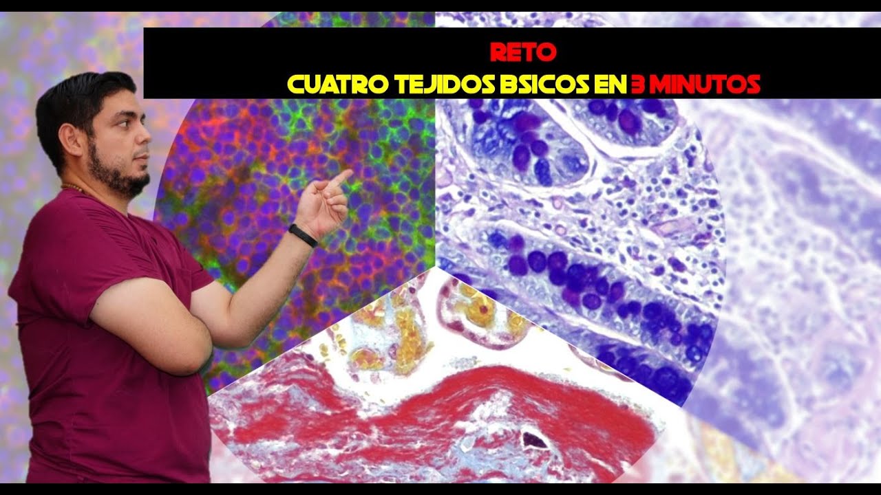 Cuatro tejidos básicos en menos de 5 minutos