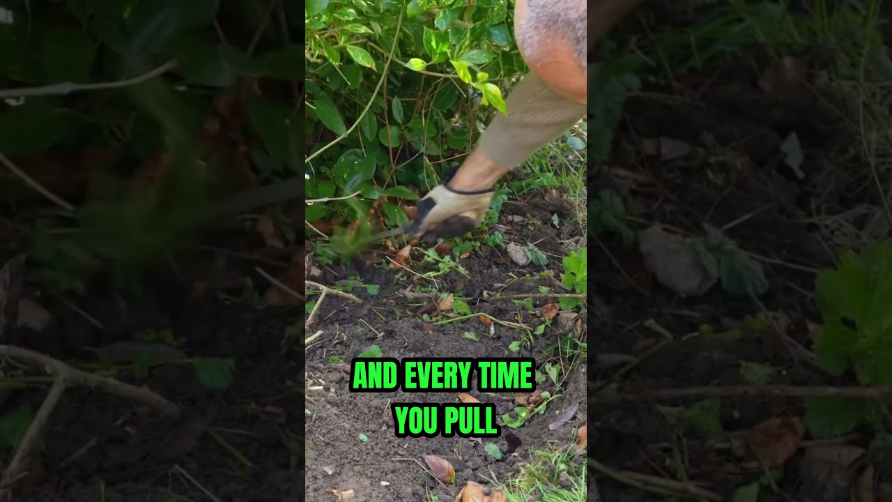 Better than Motor Oil and Salt! The Secret to Long-Lasting Weed Suppression!