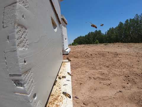 Wooden Langstroth Hive! Beekeeping Therapy