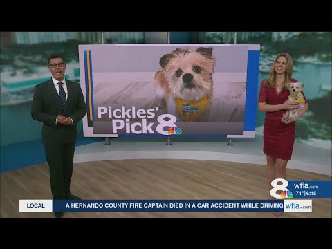 Pickles' Pick