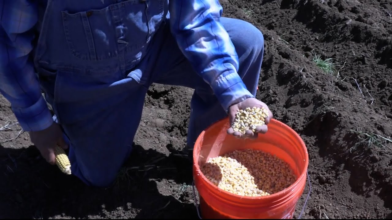 Working To Keep Traditional Ways, Types Of Hopi Corn – Arizona Daily ...