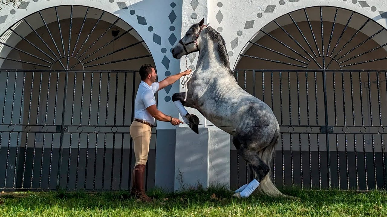 Hispano, la estrella equina de Fuente de Cantos | Dos de tarde