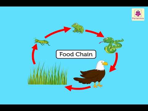 Food Chain | Environmental Studies Grade 3 | Periwinkle