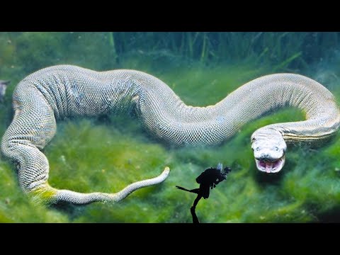 12 Terrifying Animals You Wouldn't Want To Encounter | Beyond Science ...