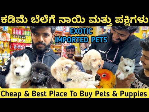 Top Quality Puppies For Sale In Bangalore | Imported Puppies And Exotic Birds For Sale