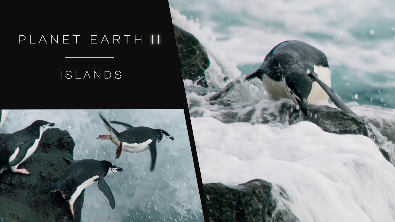 "Absolutely loved Planet Earth 2": BBC One viewers fall in love with ...
