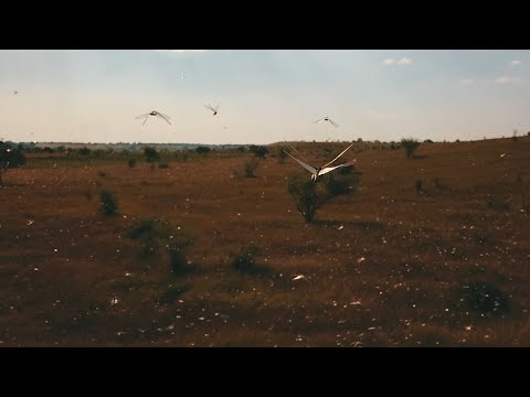 Locust Swarm in Madagascar – TAZM PICTURES