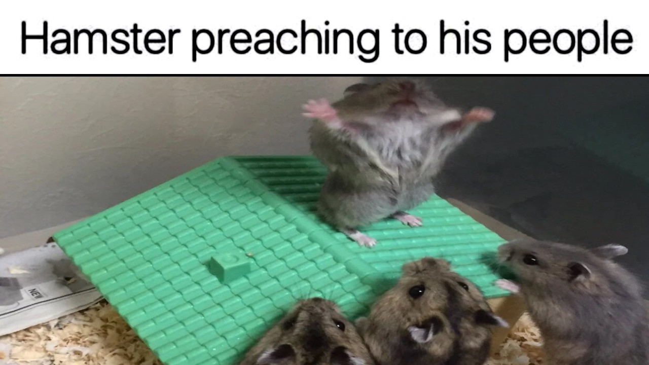 Hamster Memes