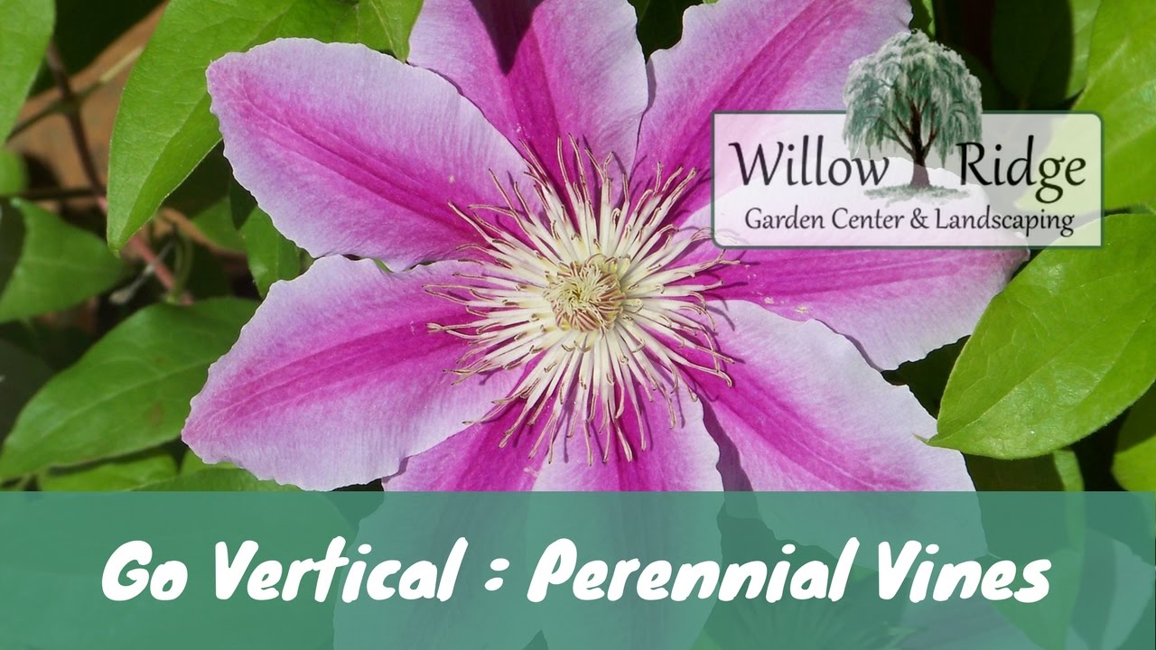 Go Vertical With Perennial Vines