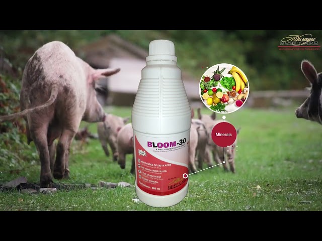 Pig Feed Supplement - Swine Pig Growth Booster (Piglet Booster) Trader ...