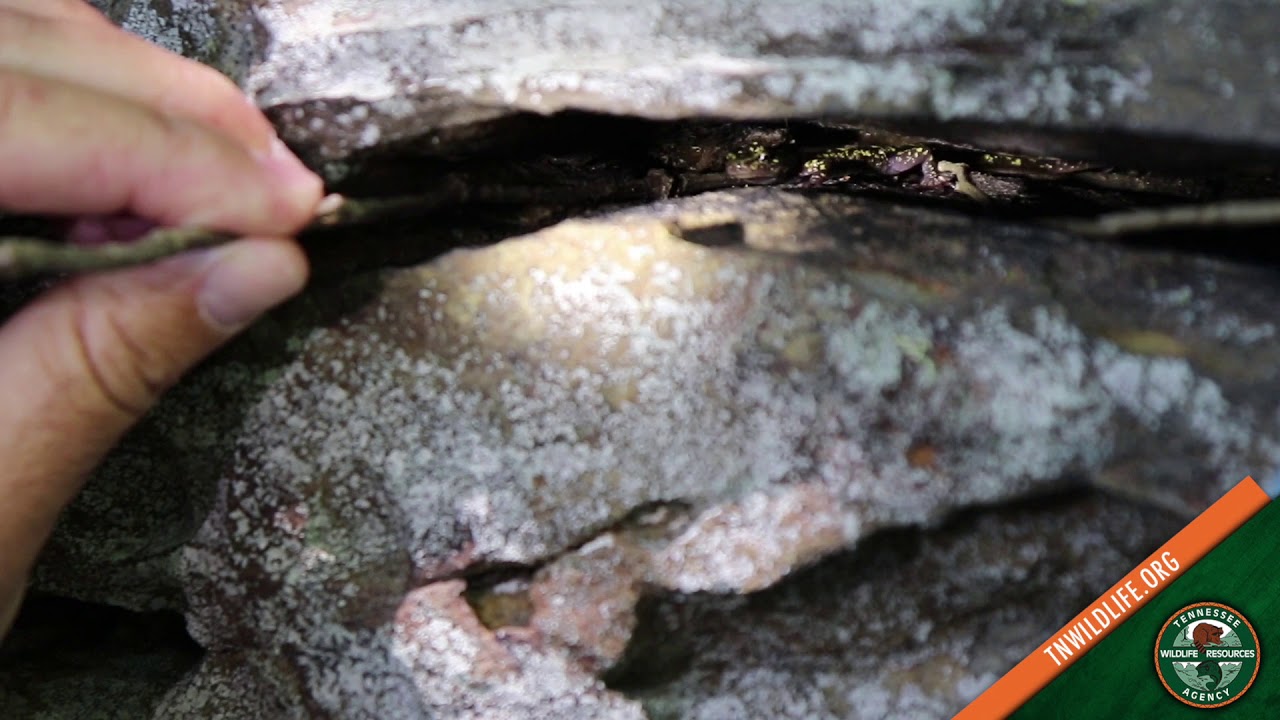 Did You Know? - Green Salamander