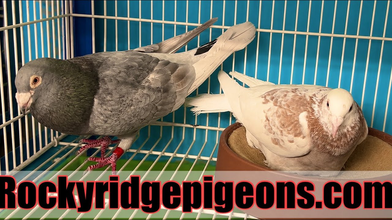 Pigeon Breeding 2026