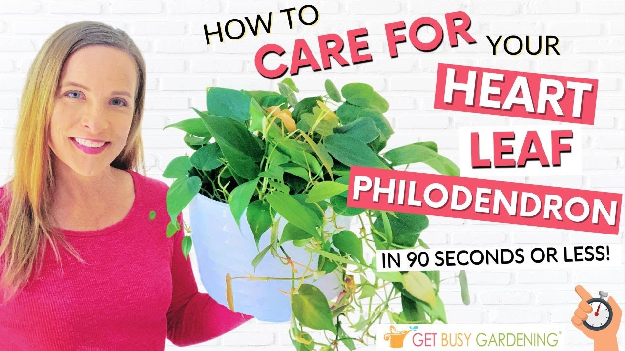 How To Care For Heart Leaf Philodendron Plants