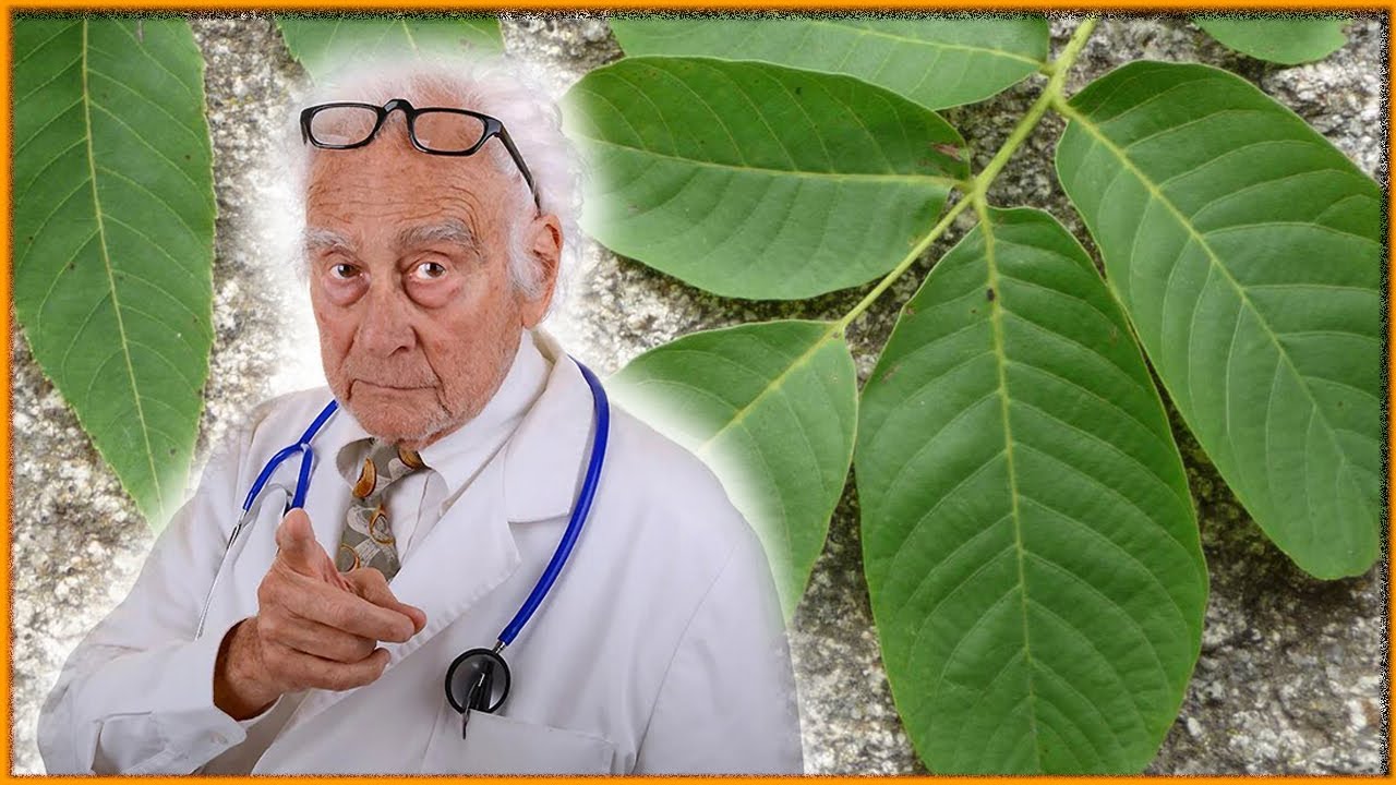 This Doctor Suggested Walnut Leaf Tea Instead of Medication Everyone Was Shocked