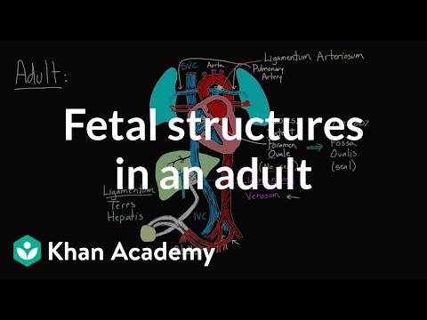 Fetal Structures in an Adult - Biology, NEET Video Lecture