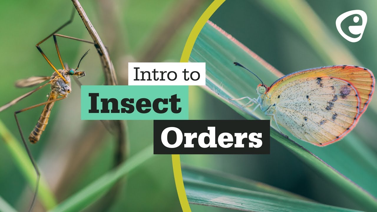 An introduction to Insect Orders