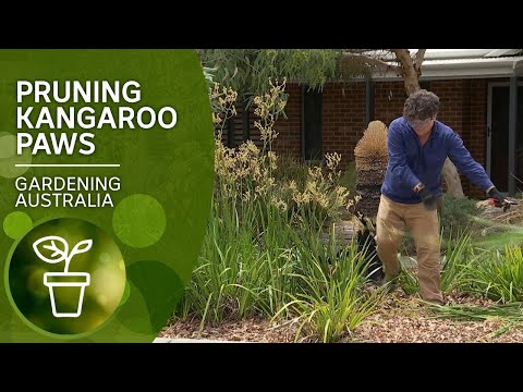 How to prune kangaroo paws