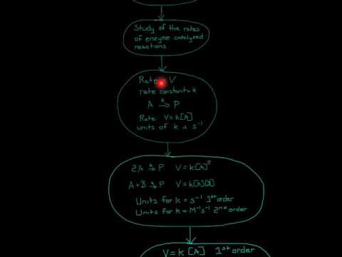 Enzyme Kinetics and Rate Constants