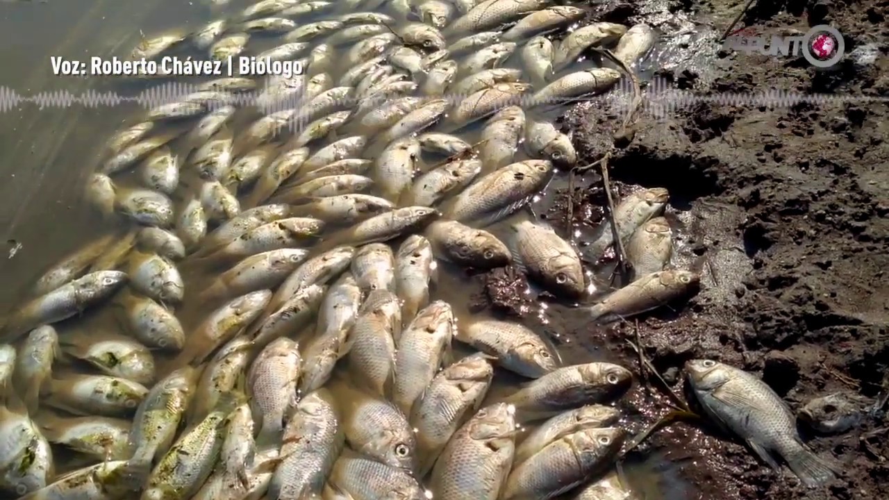 Más peces muertos en #Pénjamo