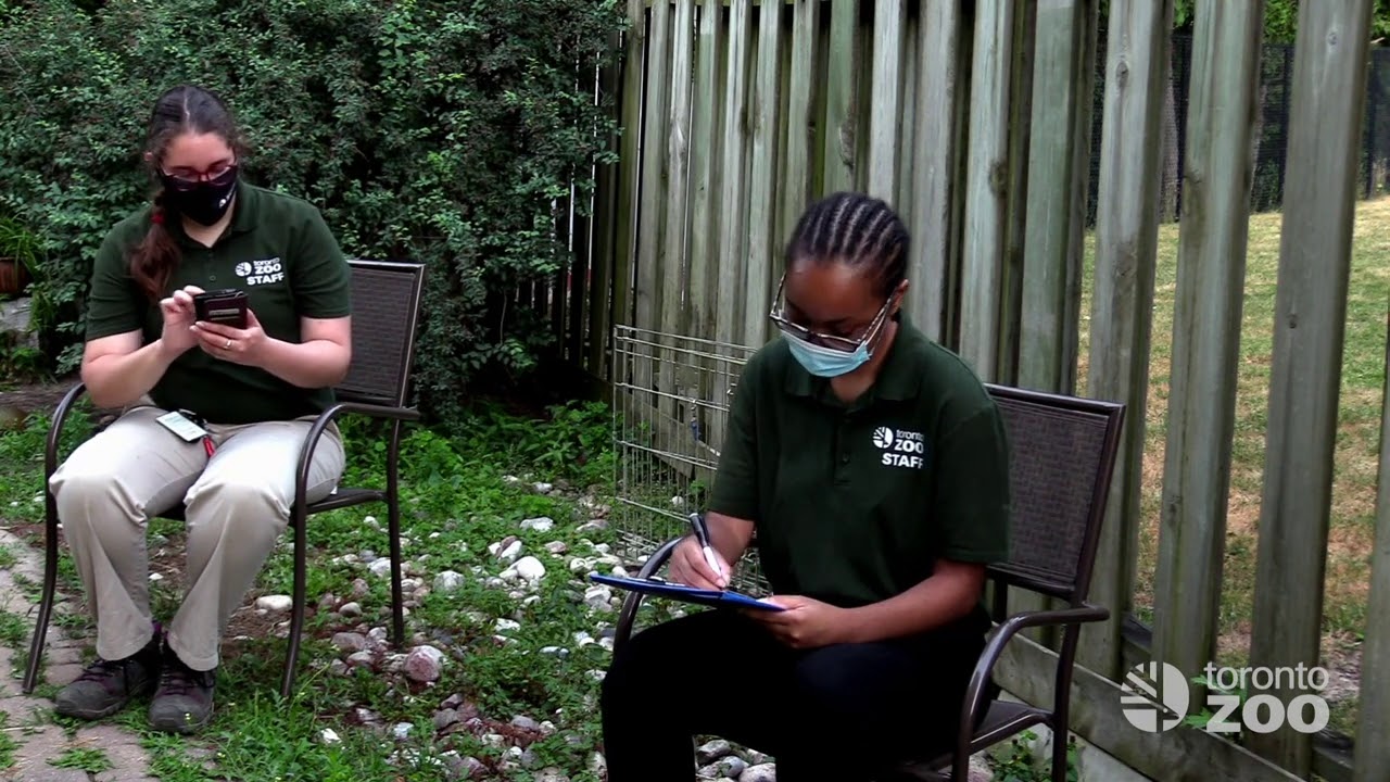 Toronto Zoo Bat Diaries- Neighbourhood Bat Watch