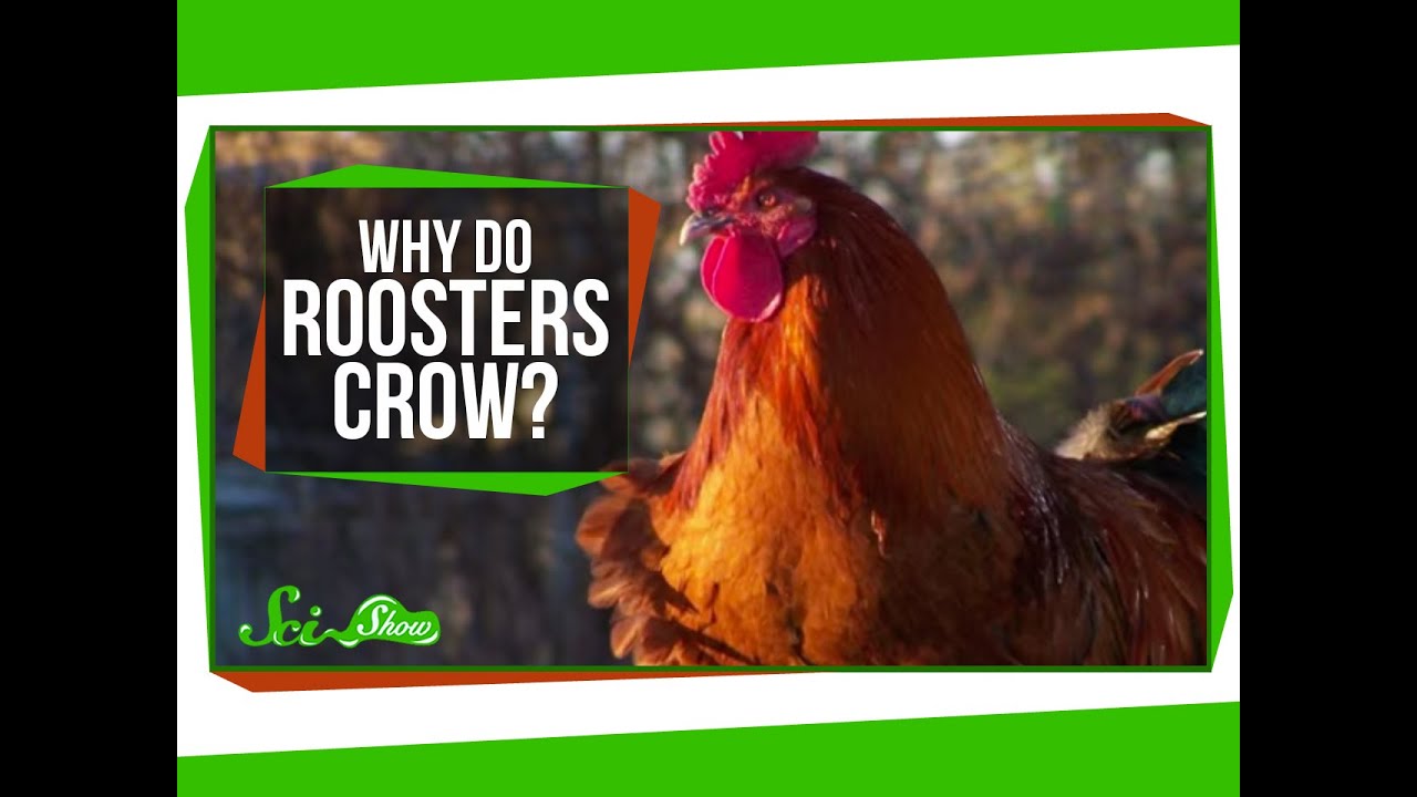 Why Do Roosters Crow?