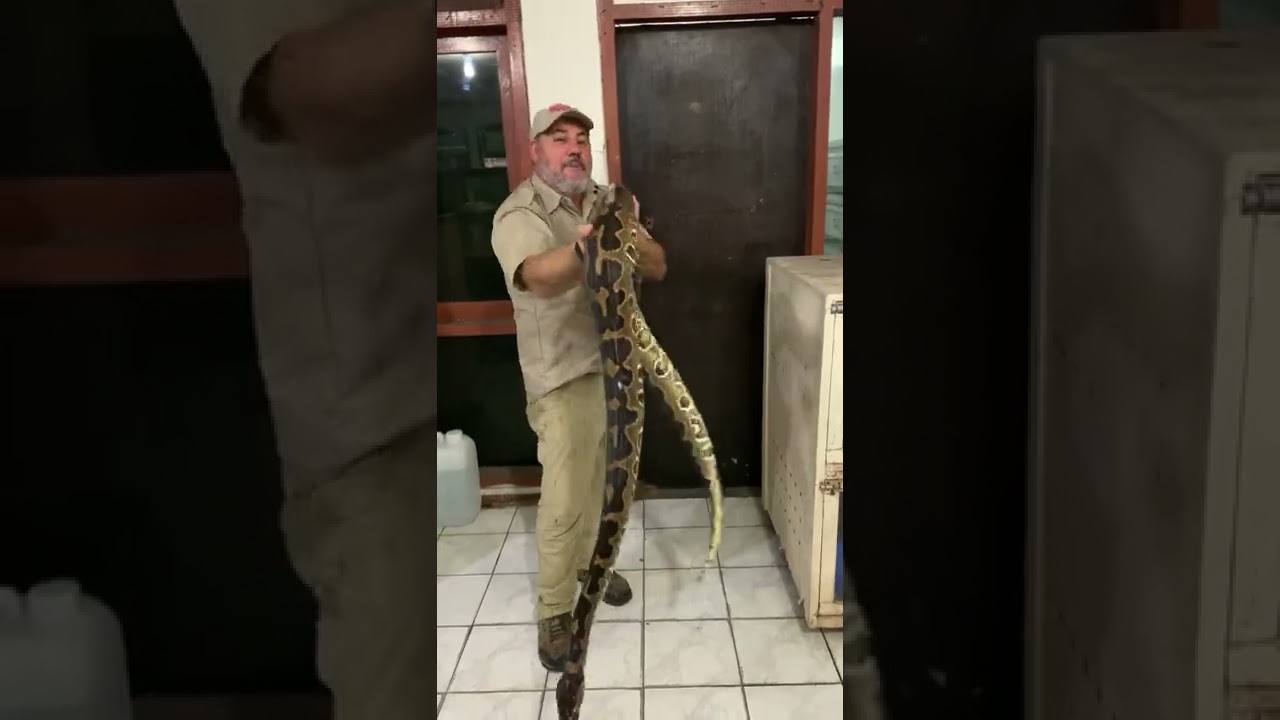 Burmese And Ball Python Hybrid 🤯 #shorts #animals #reptile #dinosaur #giant #snake #python #zoo