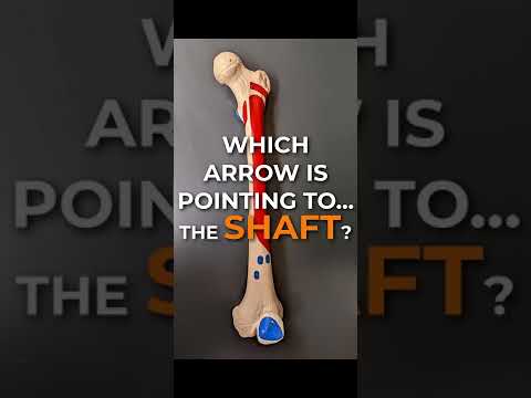 Femur Anatomy Part 3