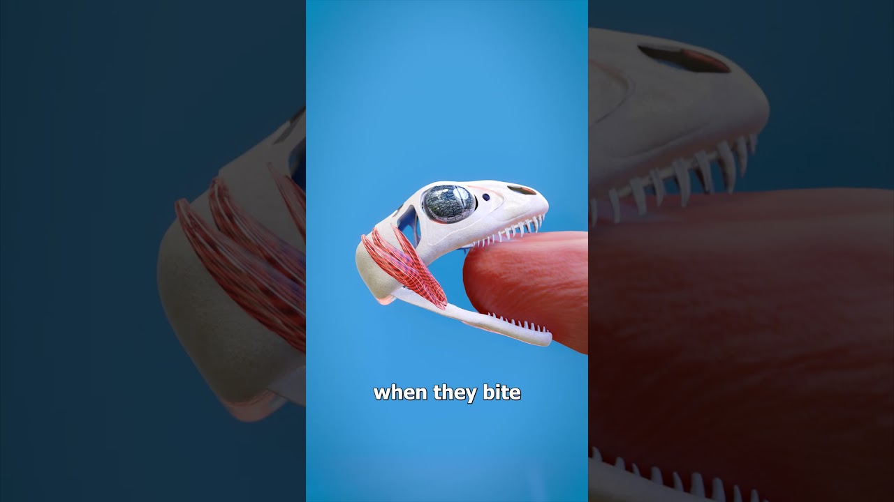 How A Lizard's Bite Locks On 😱